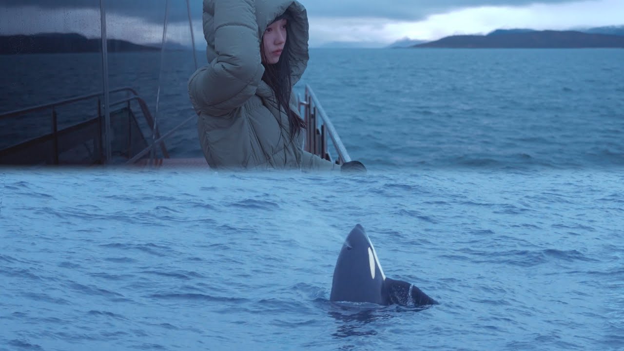 Whale Watching tour in Norway on a rainy day - YouTube