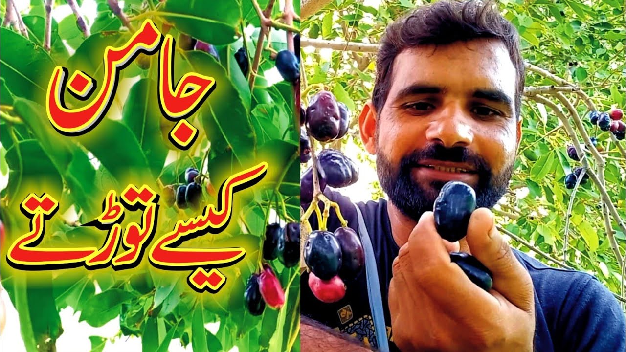 Jamun fruits / java plum in village24 pakistan - YouTube