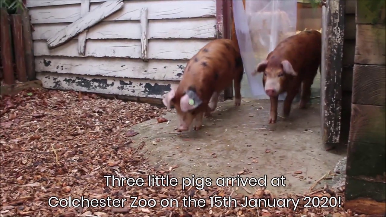 Three little pigs arrive at Colchester Zoo! - YouTube