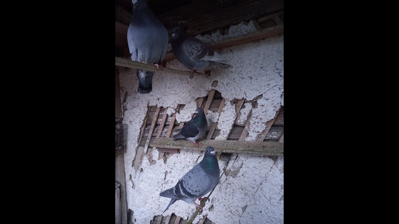 Un nou videoclip de la porumbei - YouTube
