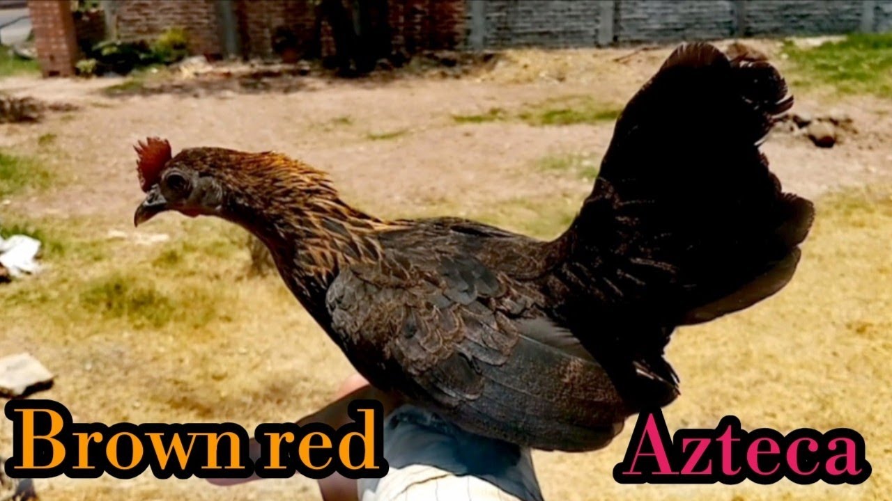termino la temporada de Reproducción, gallos Miniatura Azteca - YouTube