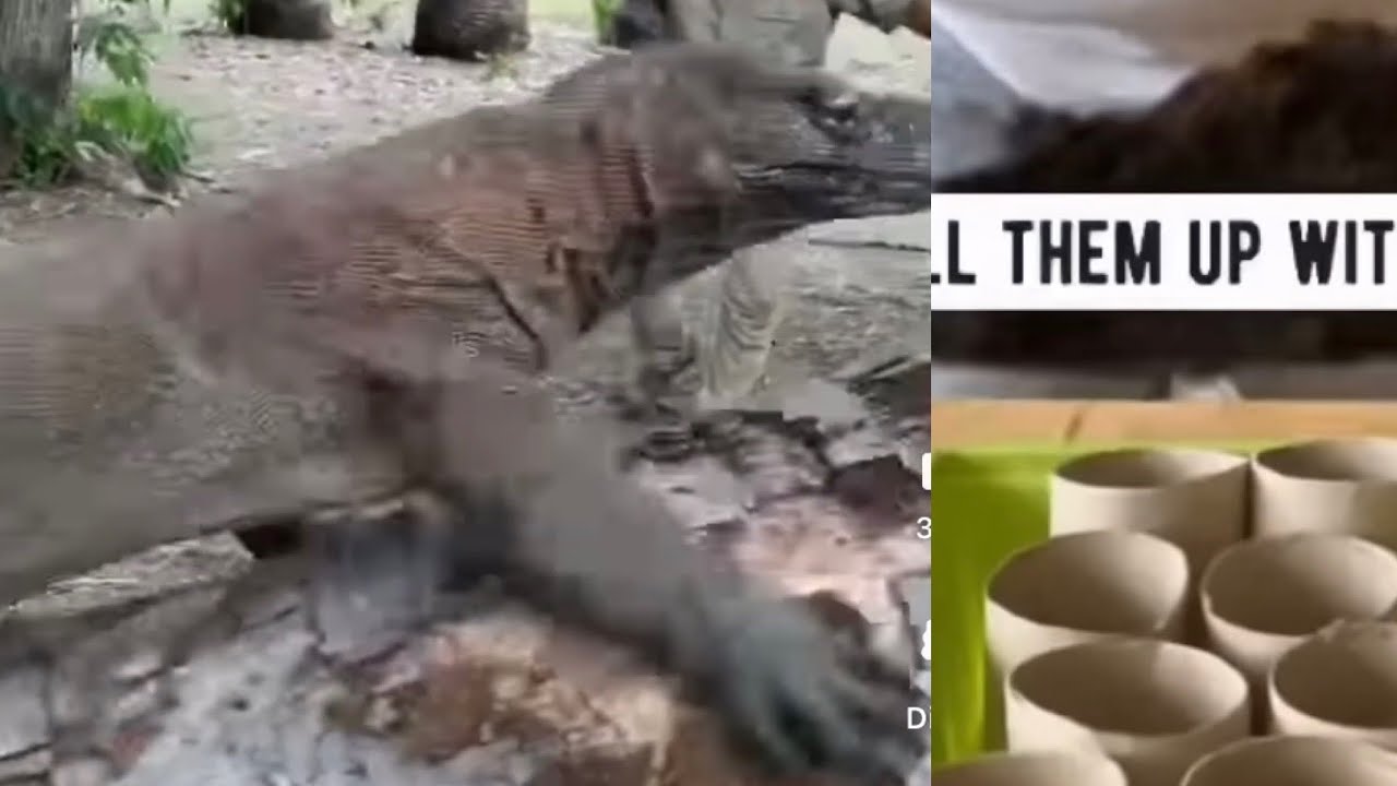 Komodo Dragon | DIY PLANT Pots - YouTube