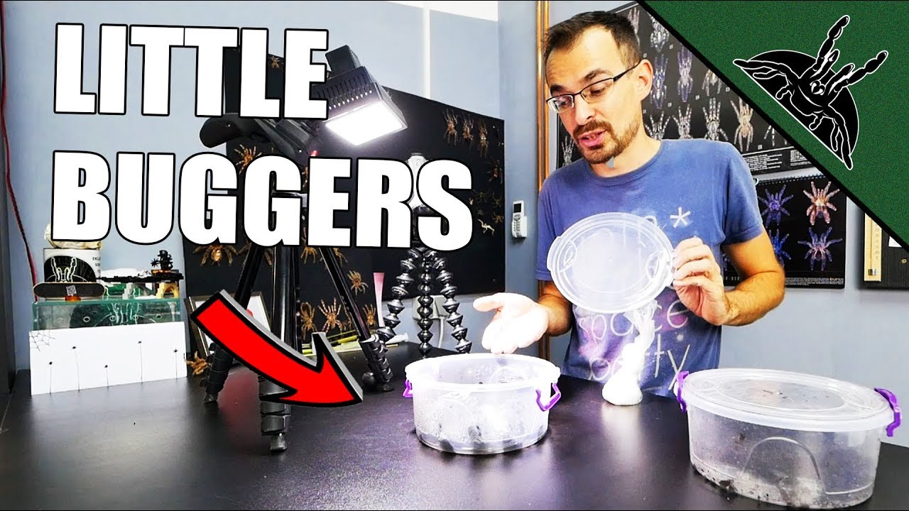 The SECRET of SUCCESSFUL VIVARIUM! Springtails care - YouTube