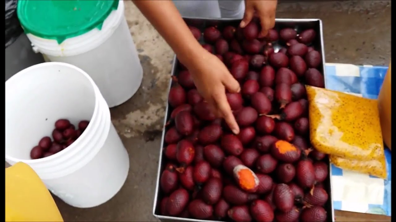 TingoMaria Peru. Aguaje Aguajina Fruta Bebida al Paso - YouTube