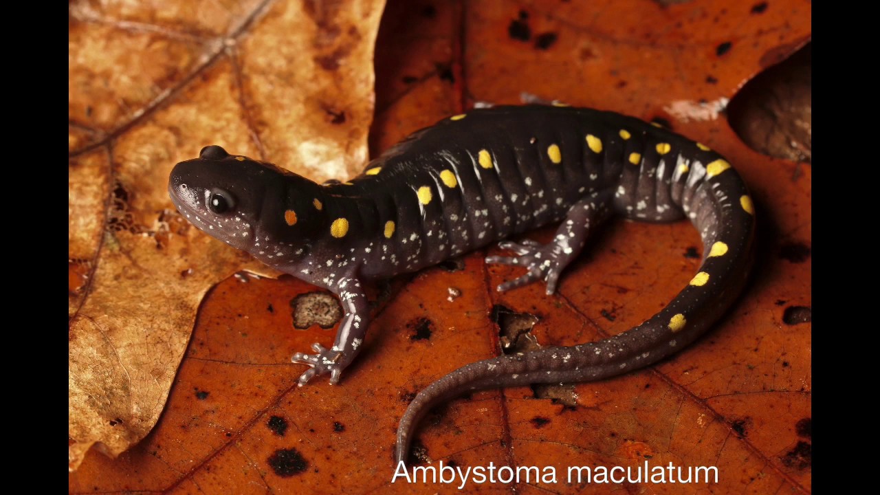 Salamanders of Georgia: A Selection - YouTube
