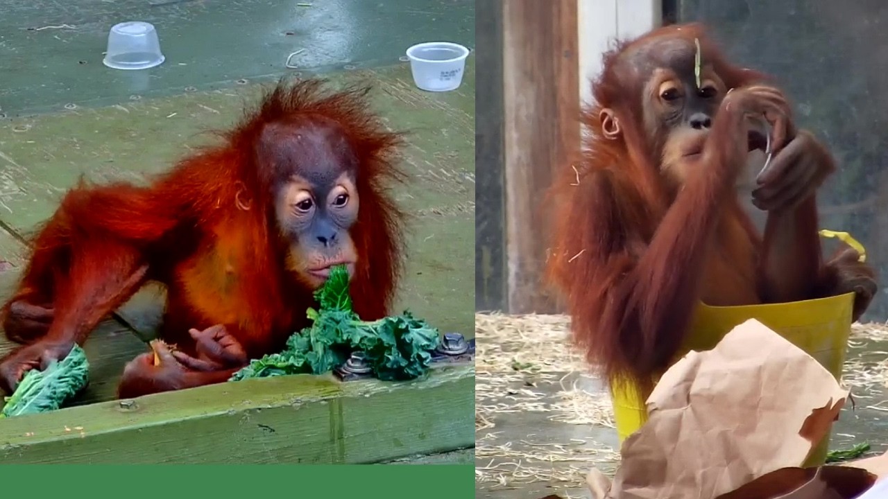 Wali's Playful Antics: Toronto Zoo Orangutan Compilation - Volume 1 ...
