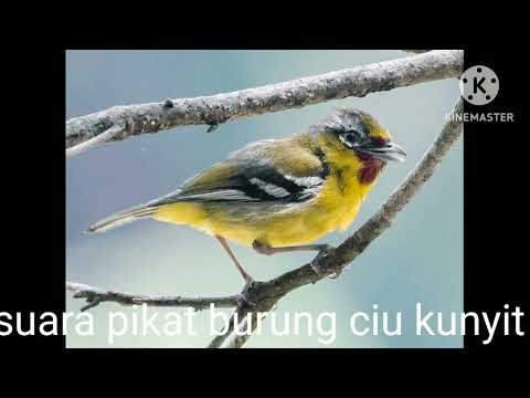 suara pikat burung ciu kunyit...ampuh ,BUKTIKAN