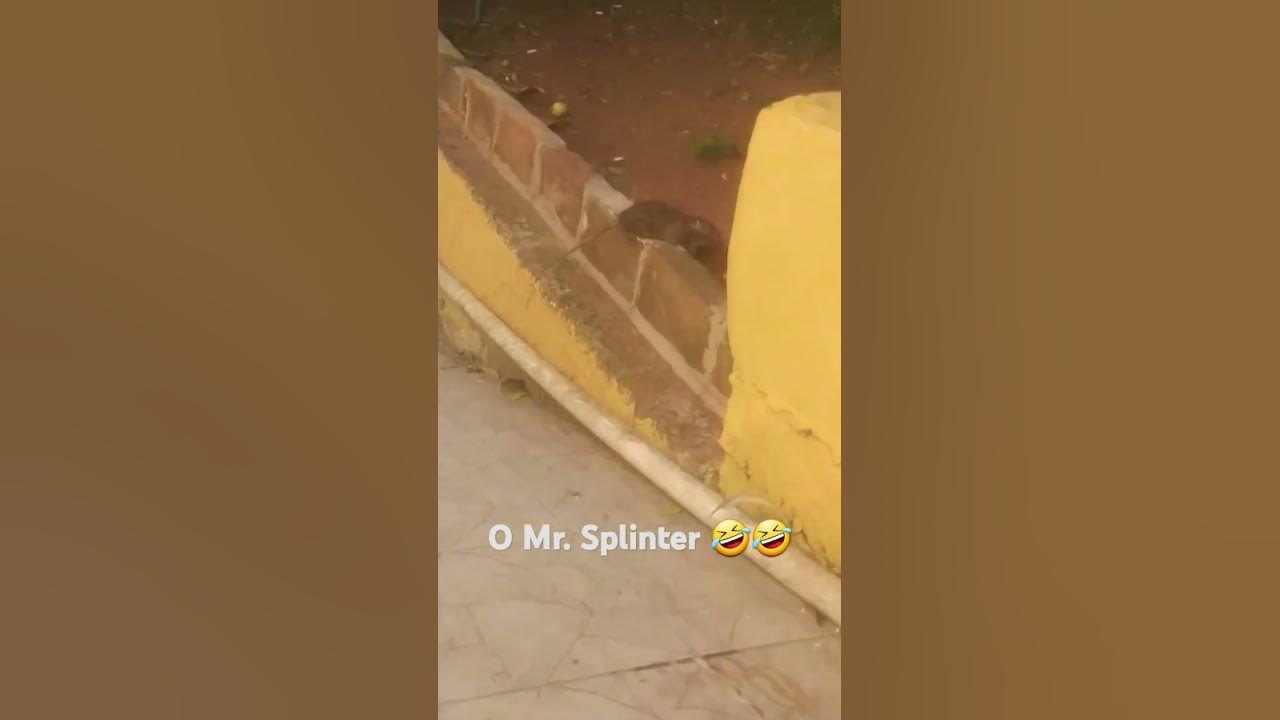 Mr. Splinter kkk - YouTube