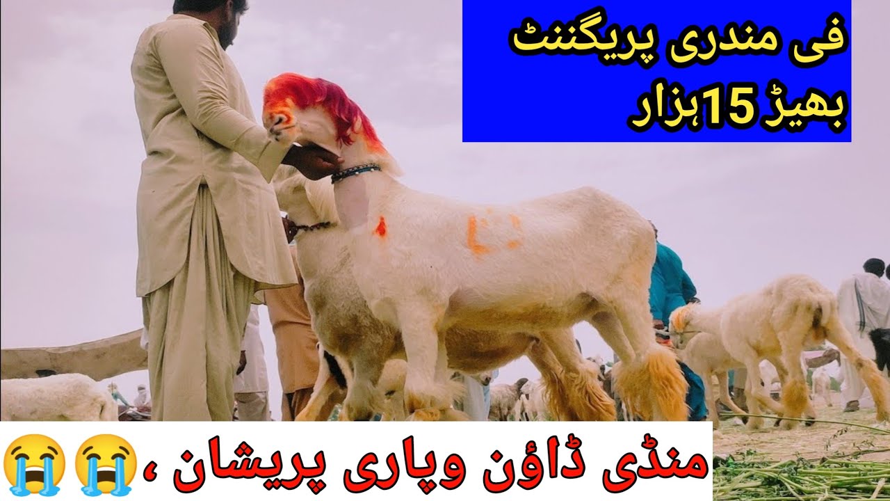 kaky Mundri sheep market daon full information Dera Ghazi Khan Mandi Ka ...