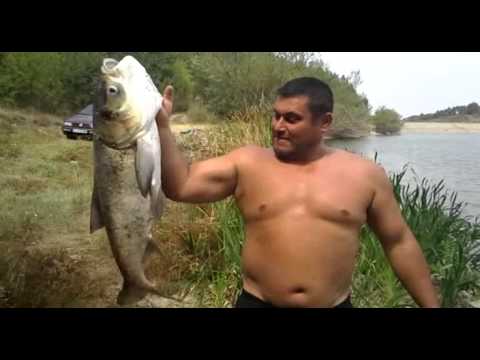 Haskovo Badema bay pagadi bay chupen