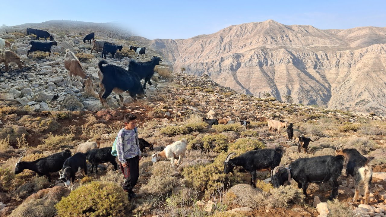 Nomadic Life: In the Zagros 🐑 Nomadic Shepherds and Sheep Grazing in ...