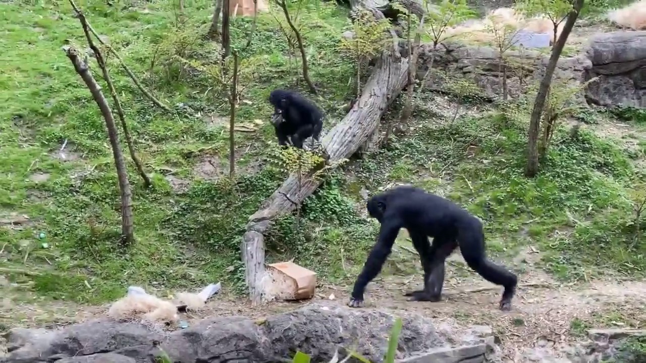 Home Safari - Bonobo - Cincinnati Zoo - YouTube