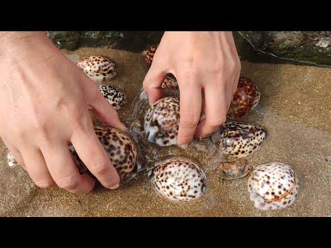 So many strange sea snails gathered together. lobster all over the ...