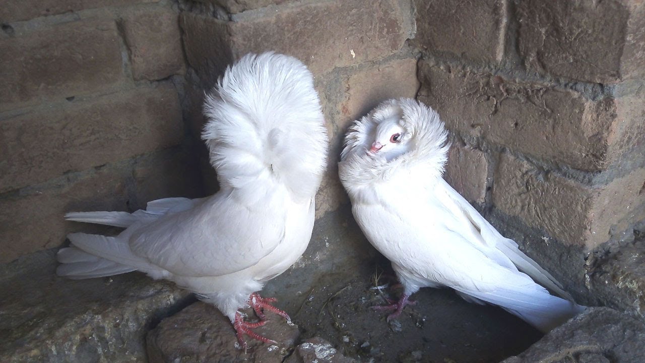 Jacobin Pigeons I Naqab Posh Pigeons I Naqab Posh I Fancy Pigeons I ...