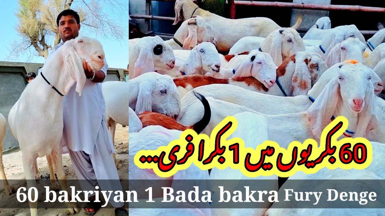 60 bakriyan 1 Bada bakra Fury Denge Sabir goat farm 03354746487 ...