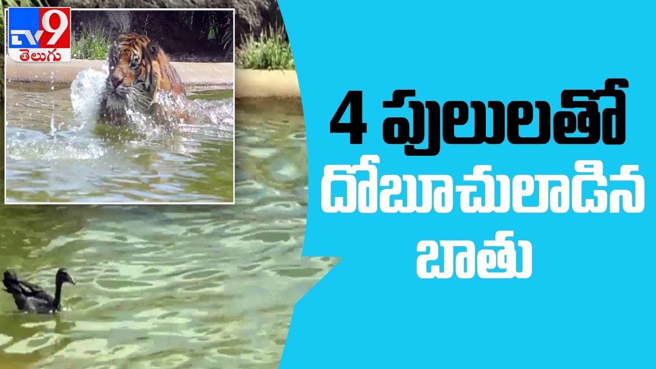 Duck vs 4 Tigers : 4 పులులతో ఆటాడుకున్న బాతు - TV9 - YouTube