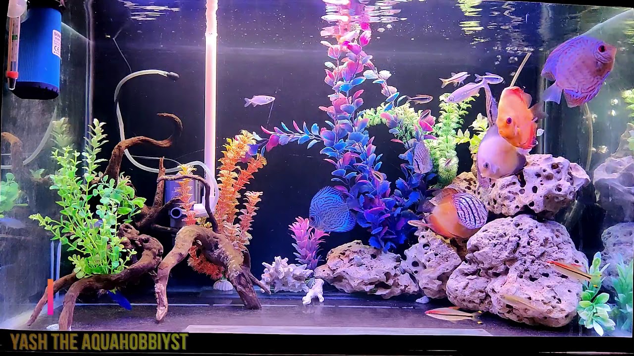 King of the Aquarium - Discus Fish with their Tank-mates - YouTube