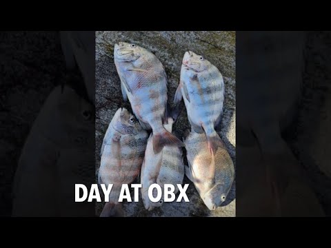 Caught some good eating fish under this bridge. Sheepshead fishing ...