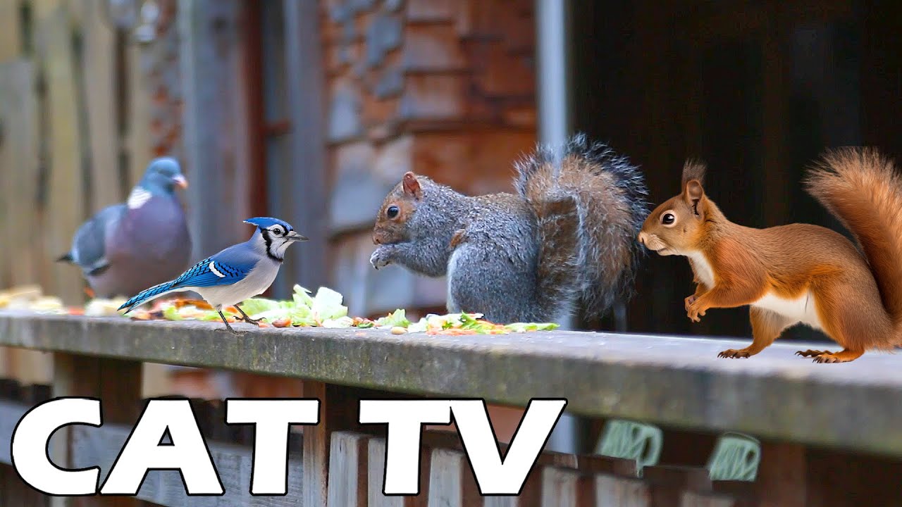 [IF YOUR CATS ARE HOME ALONE] CAT TV For Cat To Watch & Relax 📺😻 ...