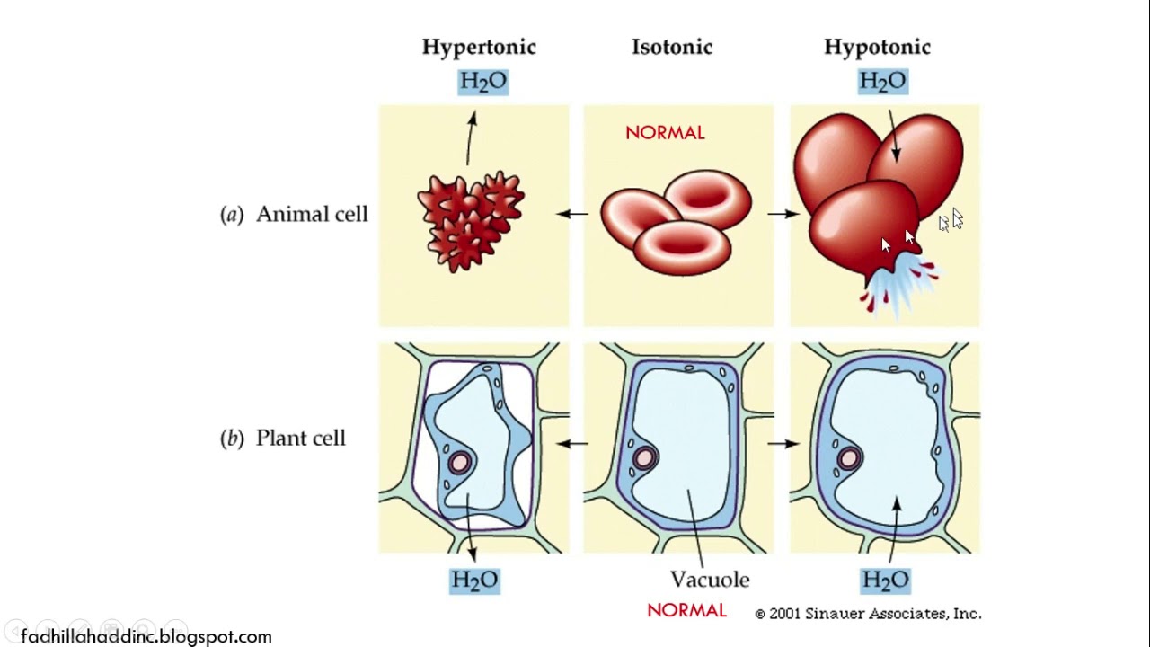 sel hewan pada lingkungan hipertonik - Grace Thomson