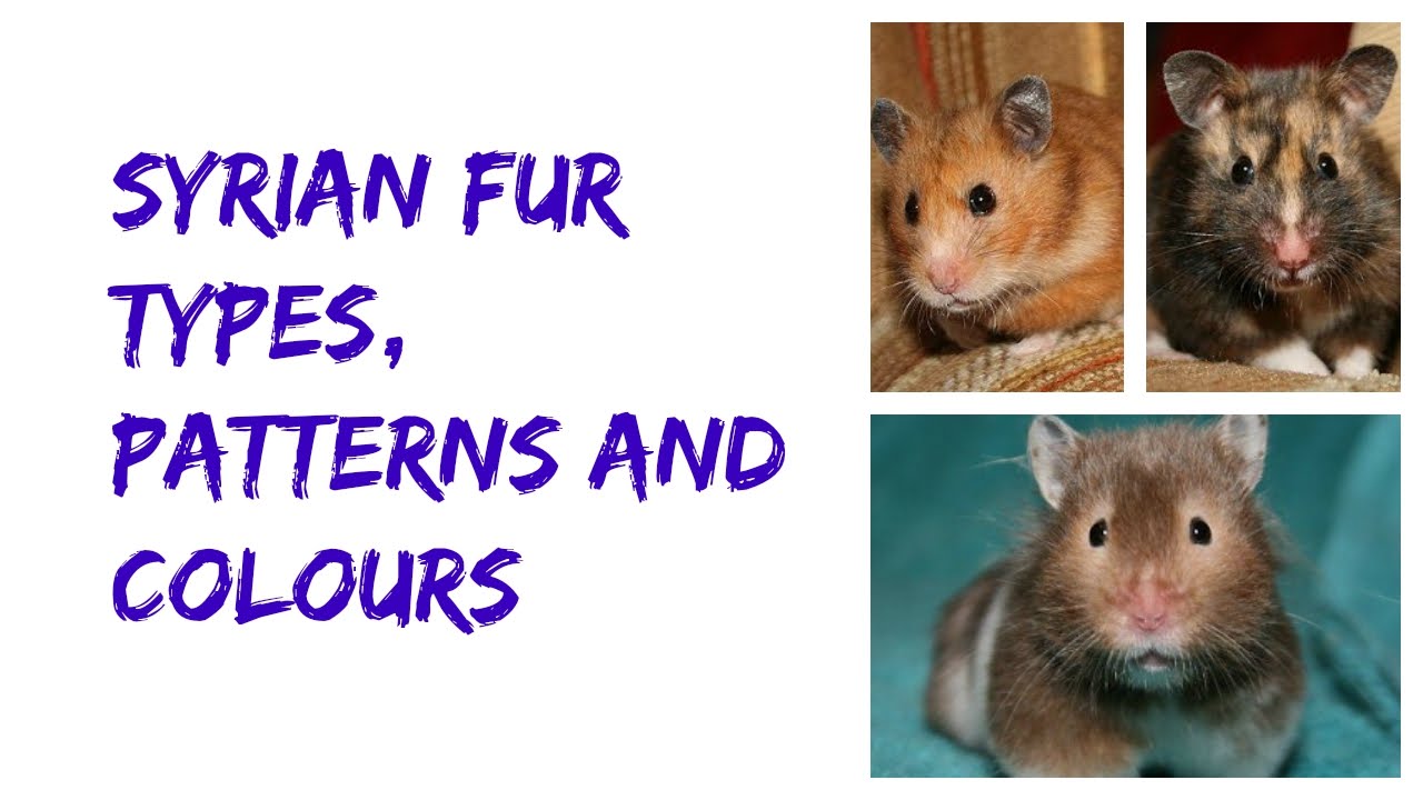 Syrian Fur Types, Patterns and Colours! - YouTube