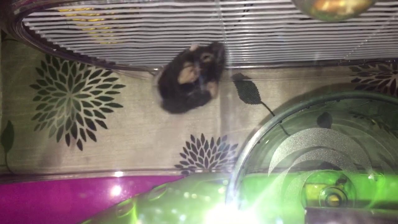 POSESSED MOUSE - YouTube