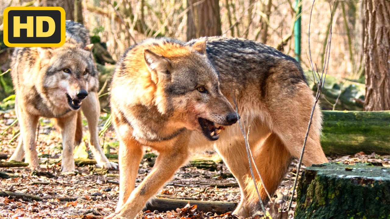 Full HD Animal video 1920x1080 | wildlife HD video 1080p | Animal ...