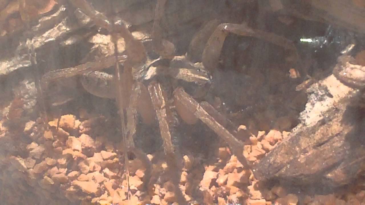 Wolf spider eating a Earwig - YouTube