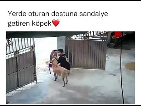 Sadık dost