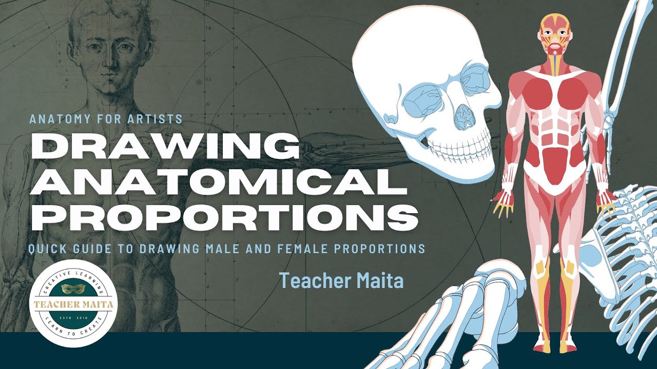 Drawing Anatomical Proportions - 8 heads male and 7 1/2 heads female ...