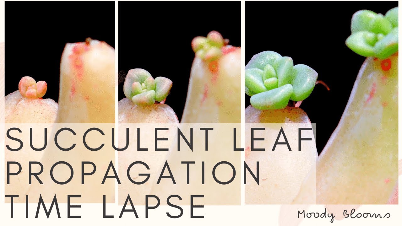 Succulent Leaf PROPAGATION Time Lapse | MOODY BLOOMS - YouTube