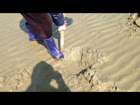 how to get Spoon worm(Gaebul) ?  개불잡이?