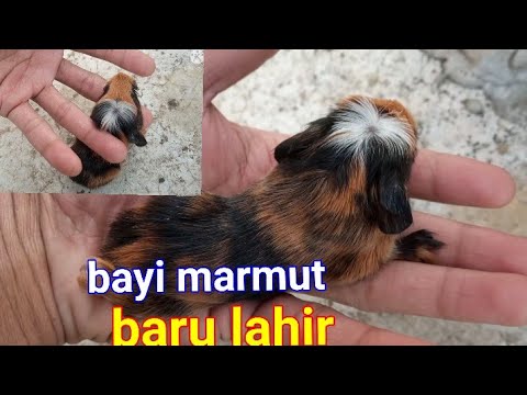marmut hamil sudah melahirkan 1 anak jenis silangan lokal corronet ...
