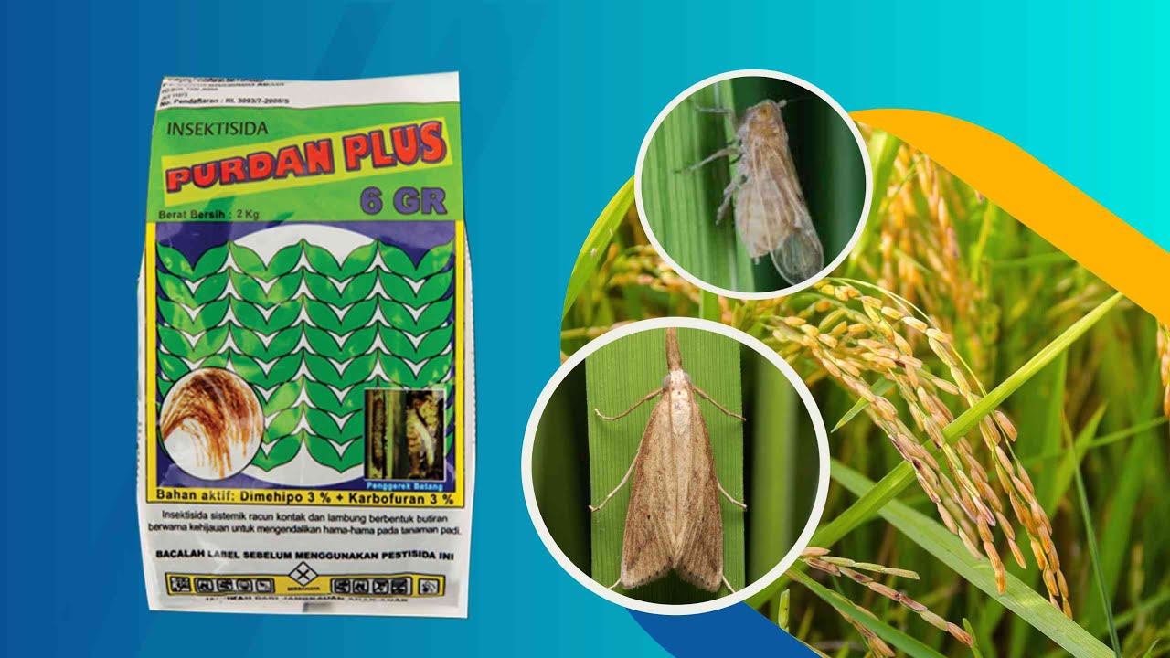 Pengaplikasian Produk PURDAN PLUS 6 GR Di Lahan Padi Milik bpk. Sai ...