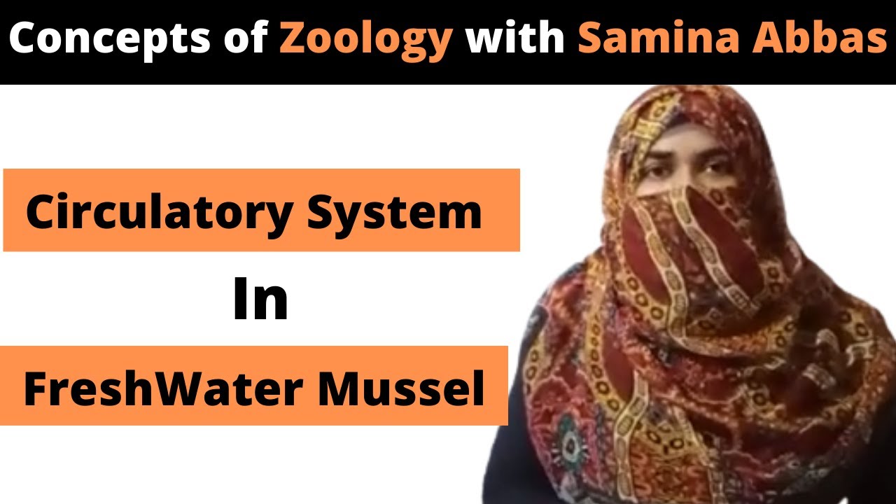 Open circulatory system in Freshwater Mussels#blood #VascularSystem # ...
