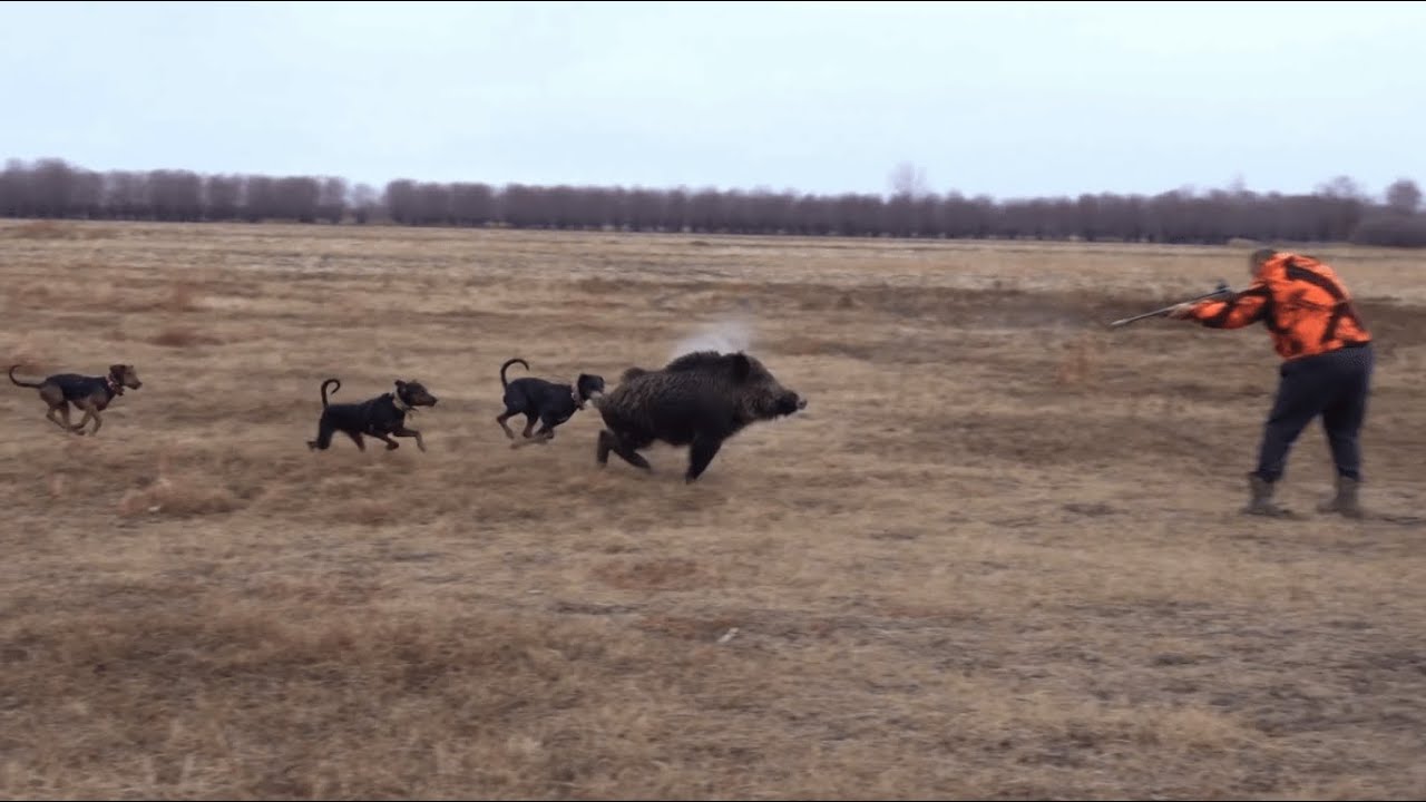 Thrilling Chase Wild Boar Hunting with Saluki Dogs in the Wilderness ...