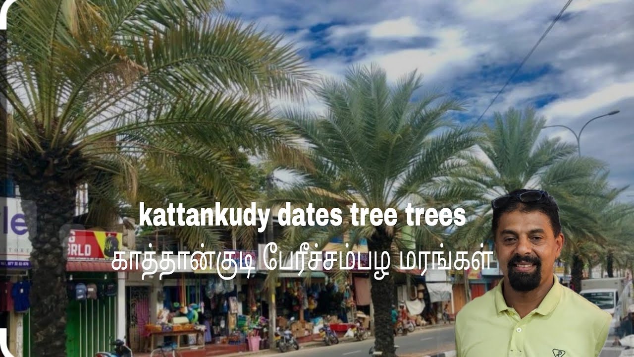 kattankudy dates tree trees காத்தான்குடி பேரீச்சம்பழ மரங்கள் - YouTube