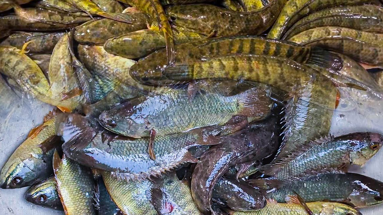 কারেন্ট জালে টাকি মাছ কৈ মাছ ধরতে খুব ভালো লাগে || Taki fish is very ...