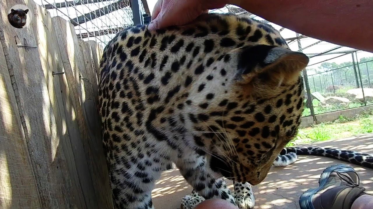 Leopard Cosmo Cassius Interaction - YouTube