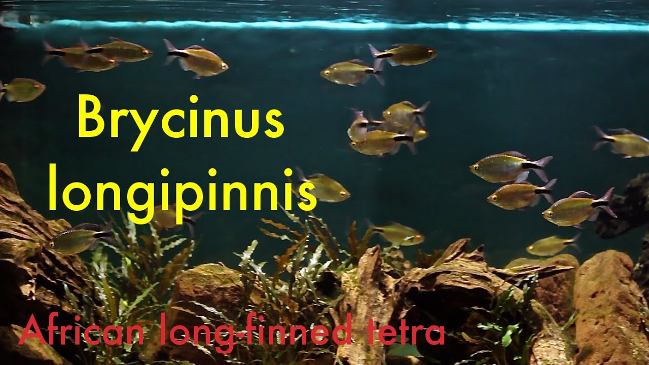 Brycinus longipinnis - African long-finned tetra - YouTube