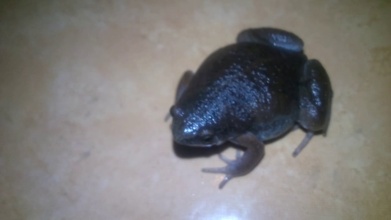 Nice Sheep frogs and Tungara frog- Hypopachus ustus - Engystomops ...