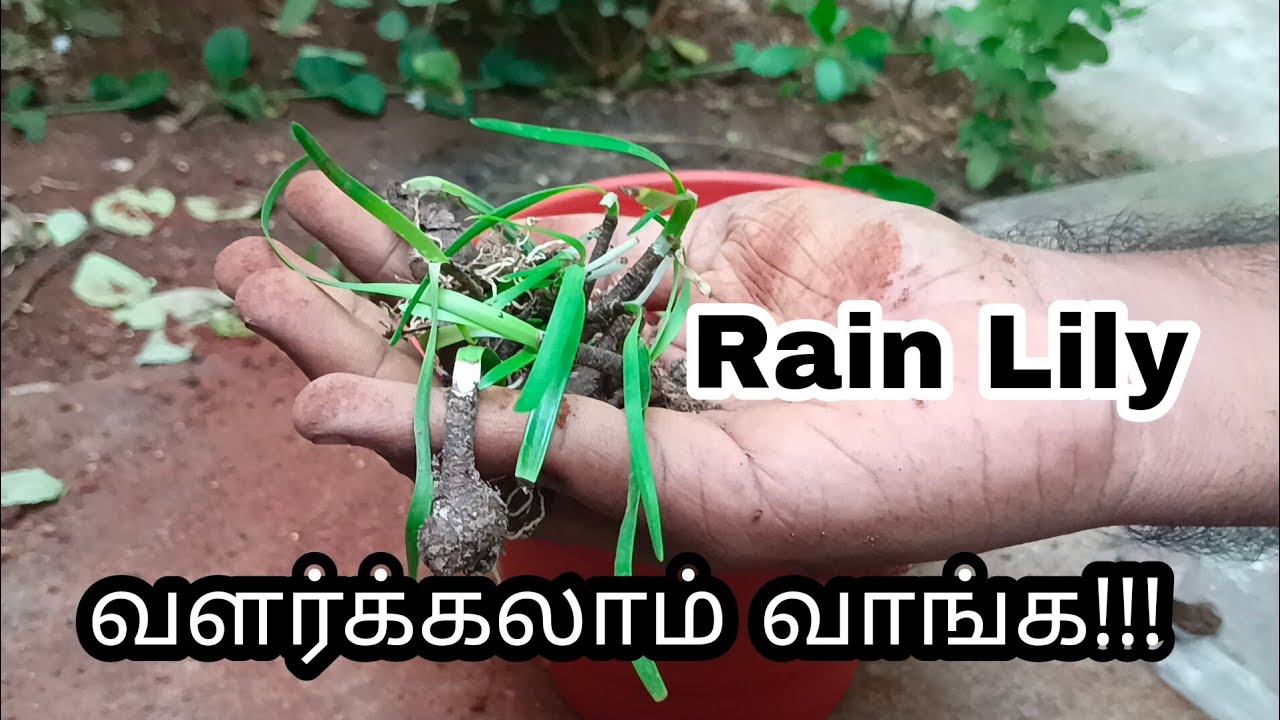 Rain Lily potting at home in Tamil. - YouTube