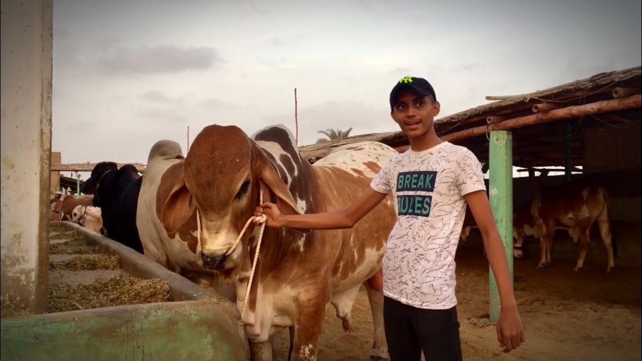 Visit vip cattle farm heavy bulls || bakra eid 2022 || cattle farm vlog ...