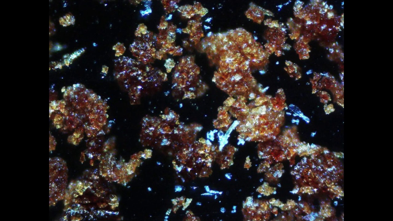 COFFEE - under the microscope - YouTube