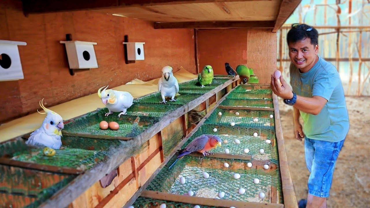 My Natural Aviary of Cockatiel Birds & New Babies - A Closer Look at ...