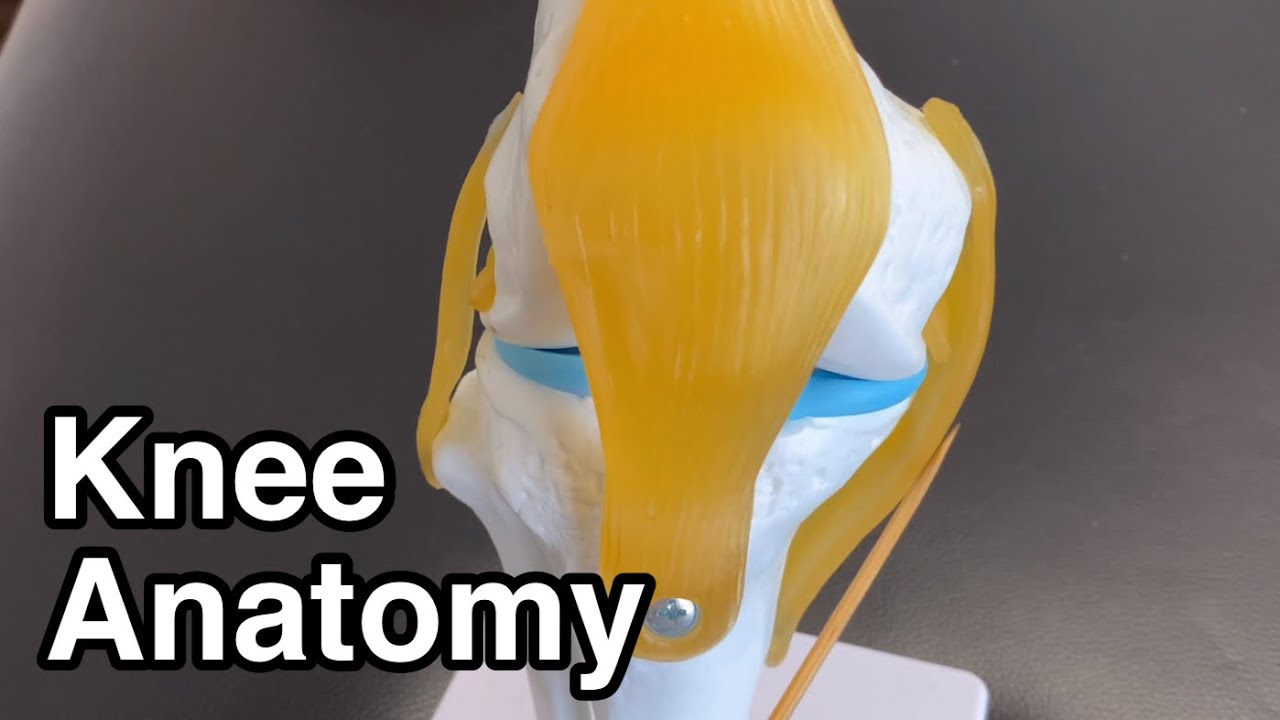 Basic bone and ligament anatomy of knee - YouTube