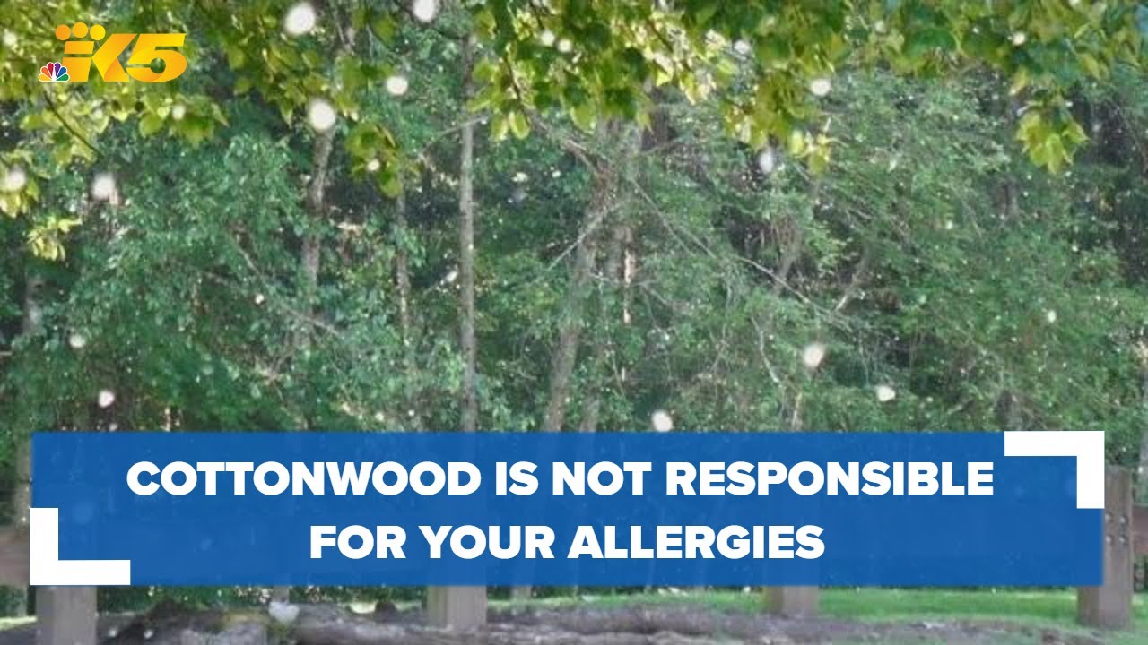 'Just a nuisance, not a concern': Cottonwood in the air is not ...