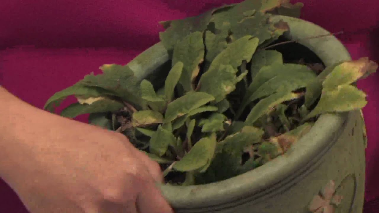 Flower Gardens : How to Grow Primrose (Primula) - YouTube