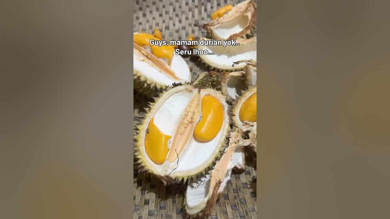 Makan buah durian Hutan Kalimantan ( buah pakan ) 🤩 - YouTube