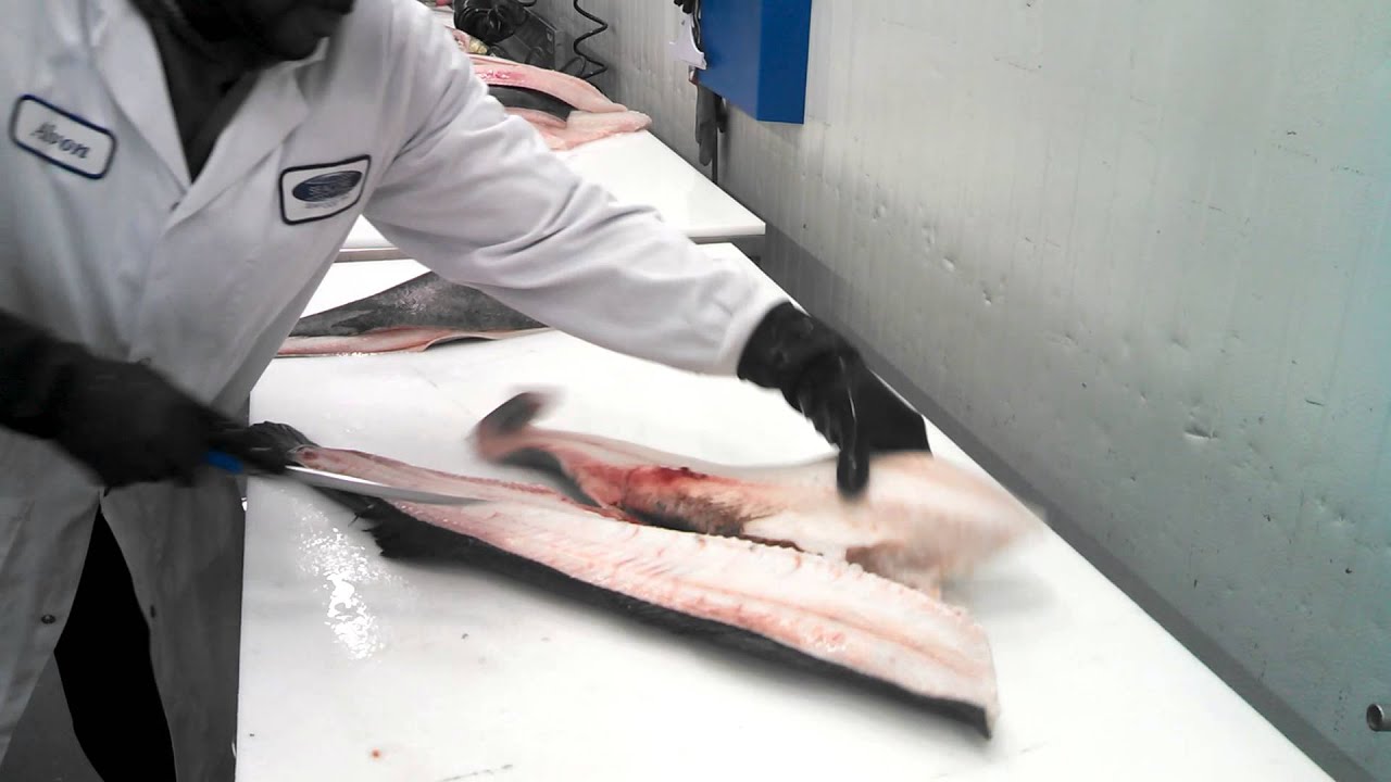 How to fillet a black cod fish (sable) - YouTube